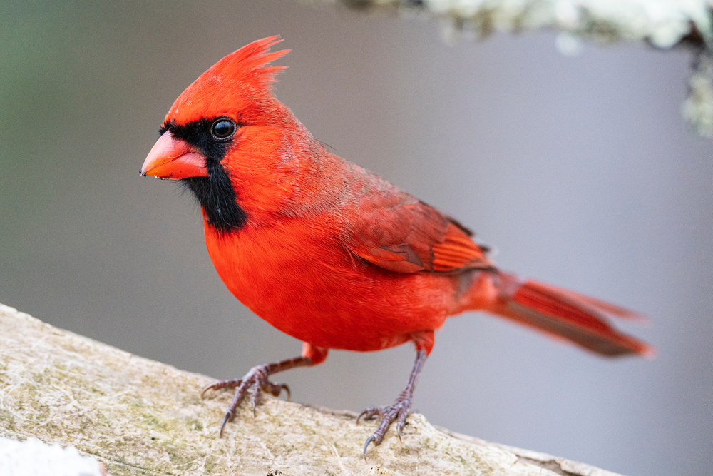 DOES YOUR JURISDICTION RECOGNIZE THE CARDINAL CHANGE DOCTRINE ...