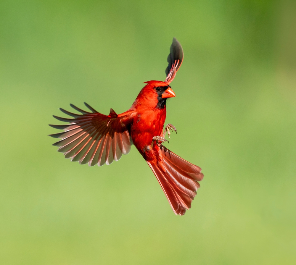 CARDINAL CHANGE EXAMINES THE ENTIRE, FACTUAL UNDERTAKING - Florida ...